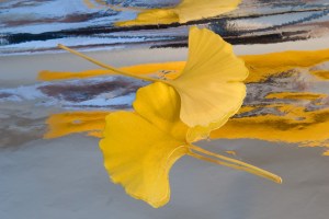 Patricia Garbarini | gallery35nyc